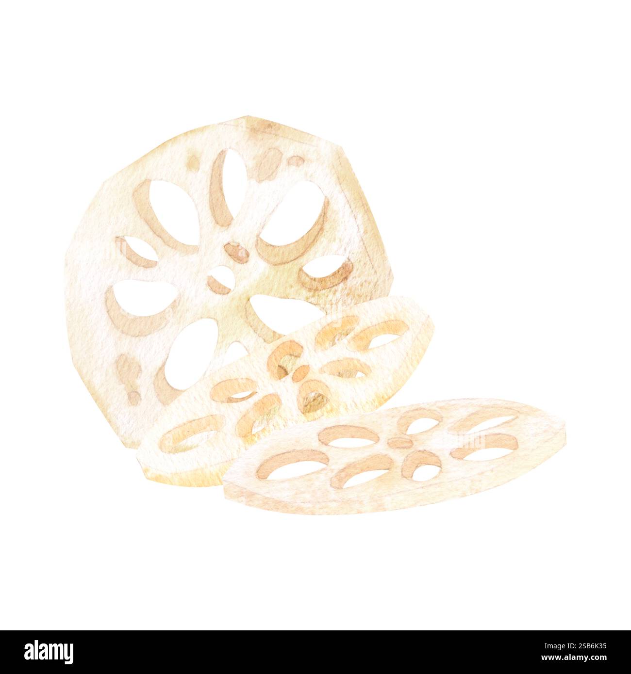 Lotus root peeled and sliced. Asian food. Watercolor monochrome ...