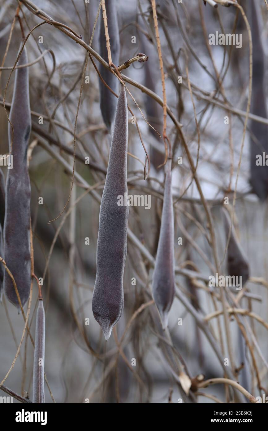 Wisteria seeds. Long pod with wisteria seeds Stock Photo - Alamy