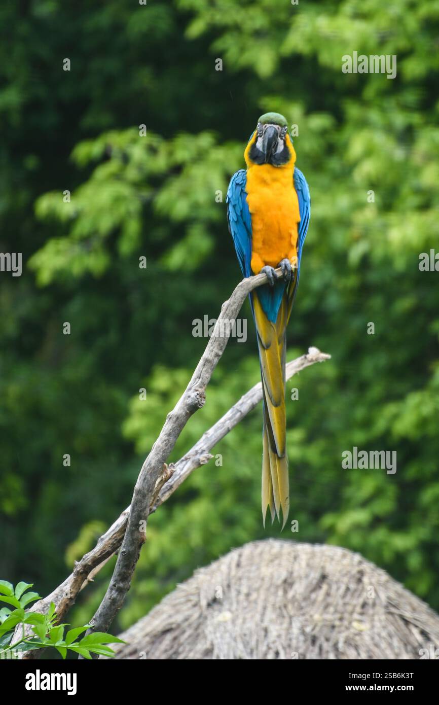 Animals at Toronto Zoo Stock Photo - Alamy