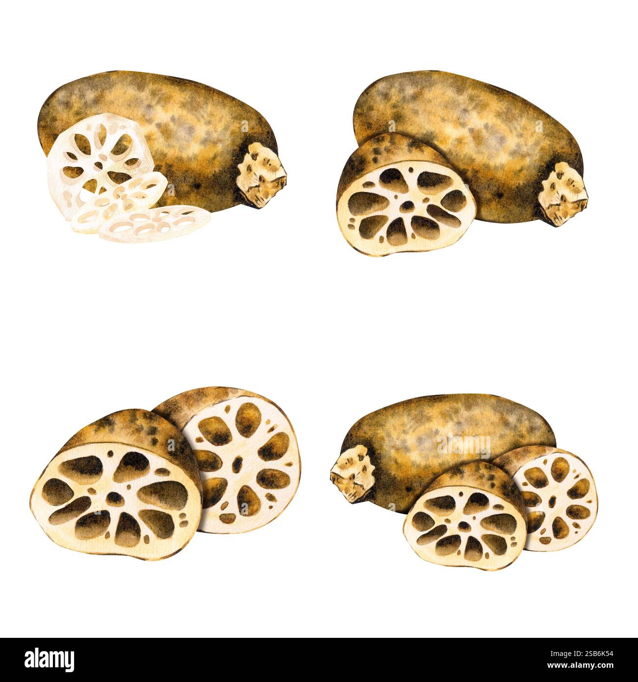 Lotus root unpeeled. In section and sliced. Asian food. Isolated on ...