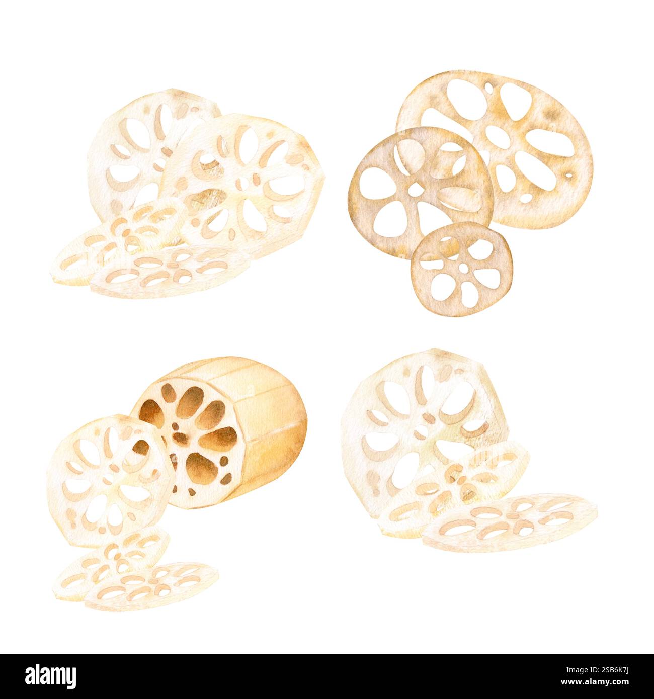 Lotus root peeled and sliced. Fresh and dried. Asian food. Isolated on ...