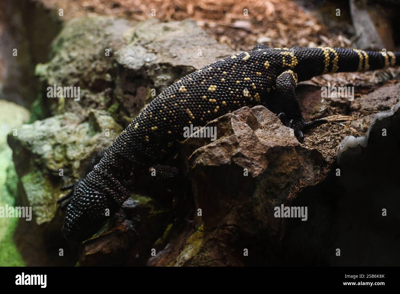 Animals at Toronto Zoo Stock Photo - Alamy