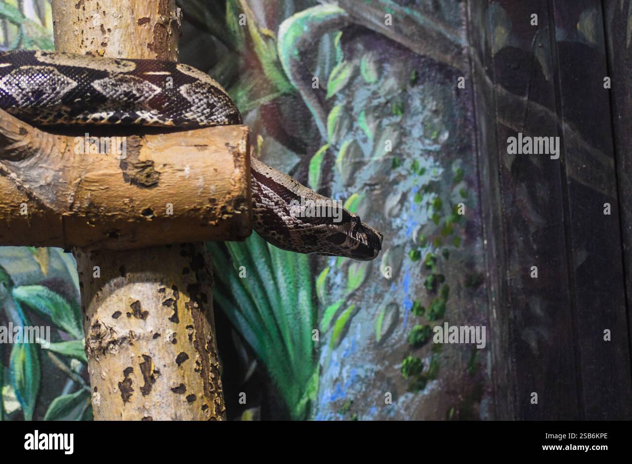 Animals at Toronto Zoo Stock Photo - Alamy