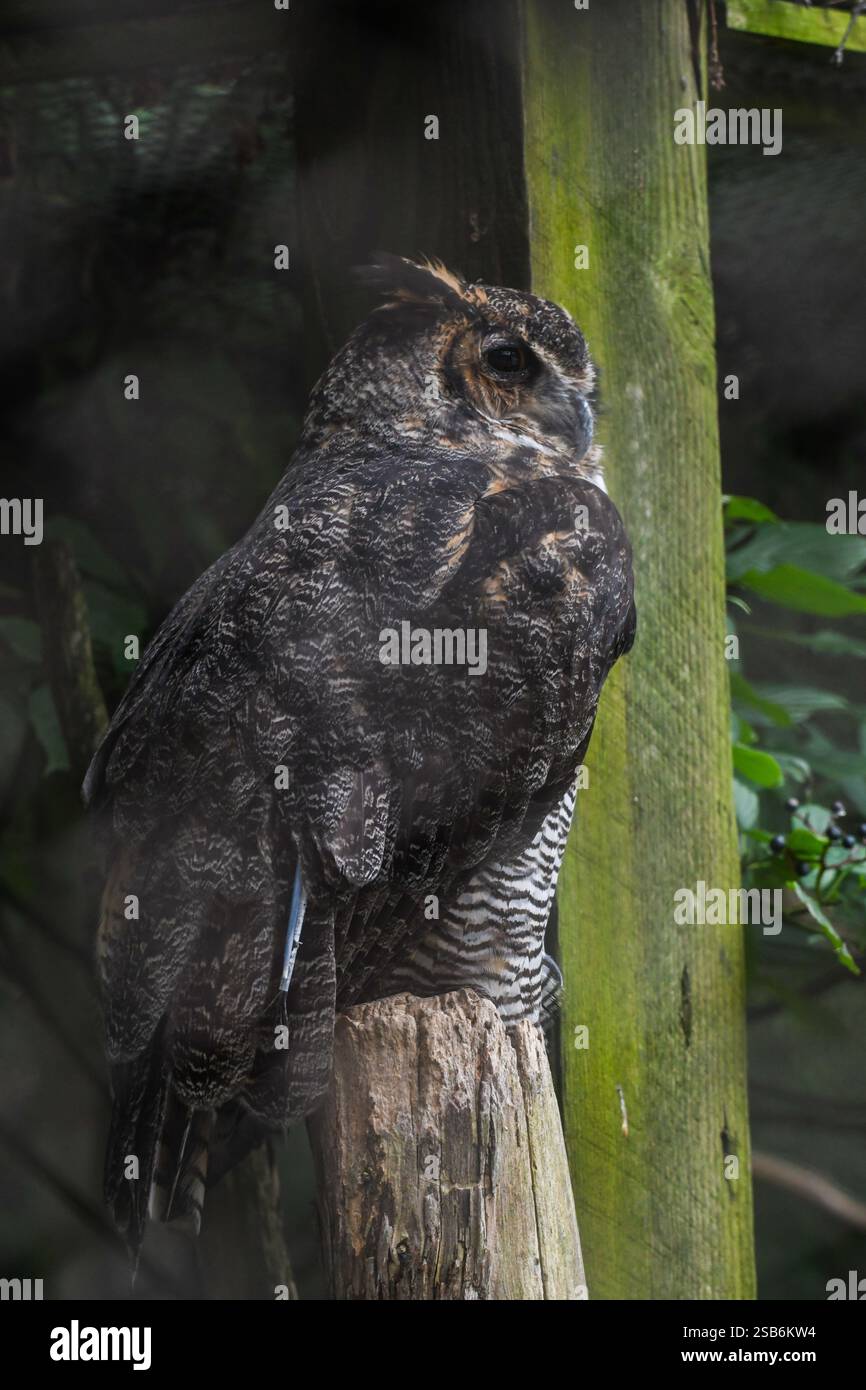 Animals at Toronto Zoo Stock Photo - Alamy