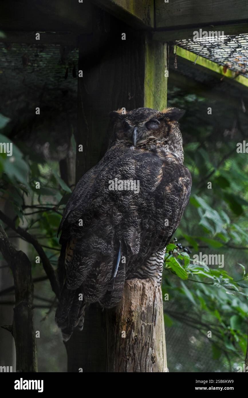 Animals at Toronto Zoo Stock Photo - Alamy