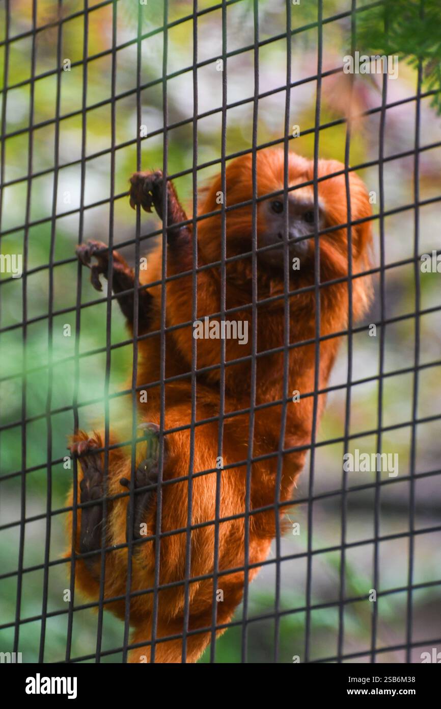Animals at Toronto Zoo Stock Photo - Alamy