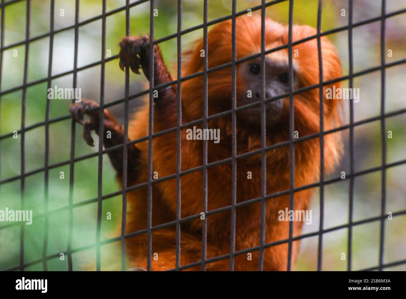 Animals at Toronto Zoo Stock Photo - Alamy