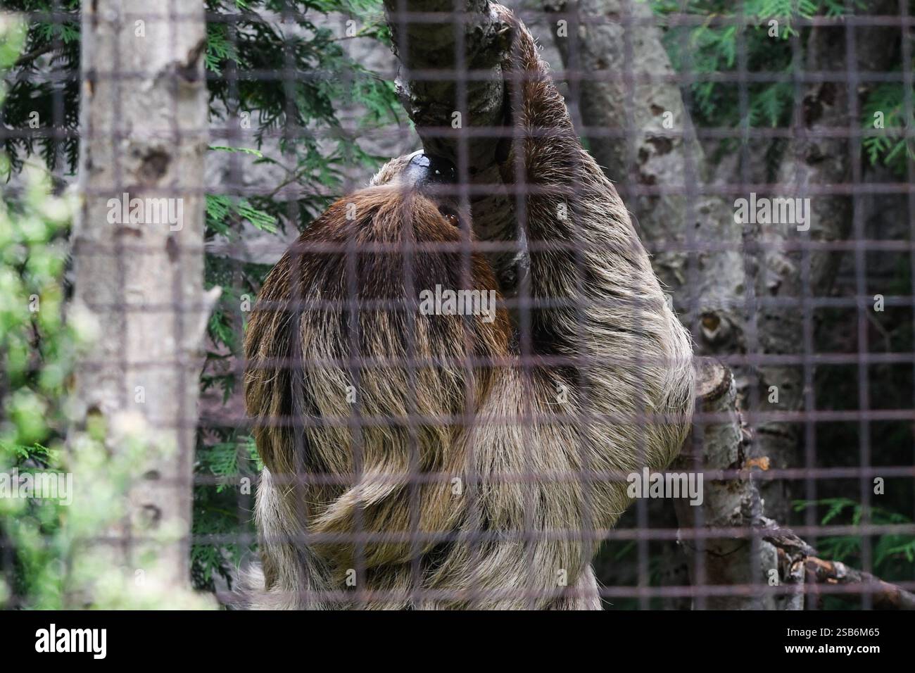 Animals at Toronto Zoo Stock Photo - Alamy