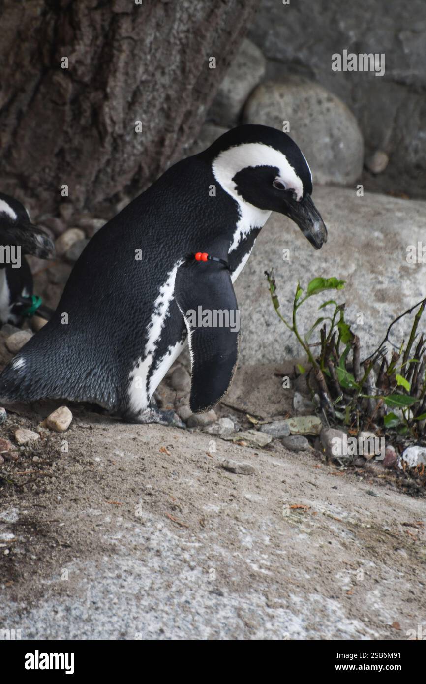 Animals at Toronto Zoo Stock Photo - Alamy