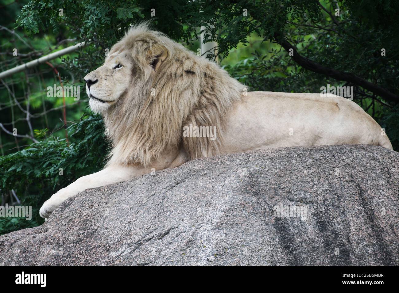 Animals at Toronto Zoo Stock Photo - Alamy
