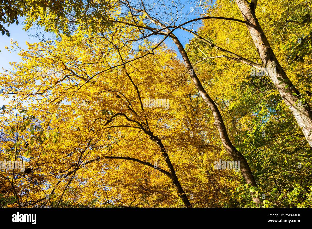 Colorful tree leaves in autumn fall landscape of Ojcow National Park ...