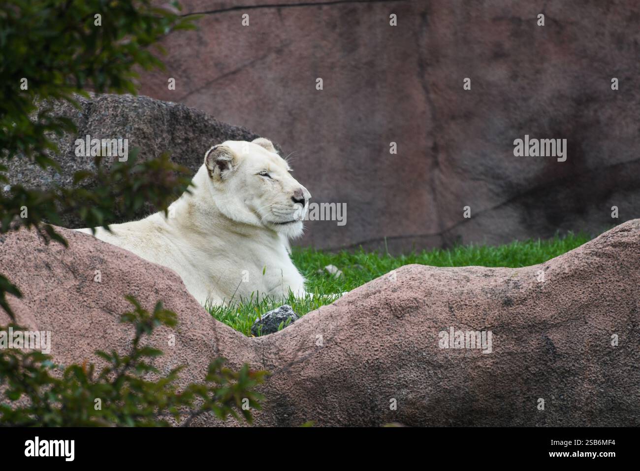 Animals at Toronto Zoo Stock Photo - Alamy