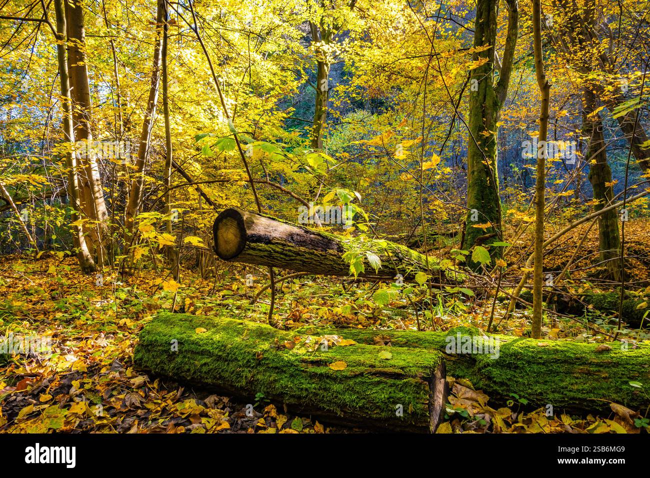 Tree trunks in autumn fall colors landscape of Ojcow National Park ...