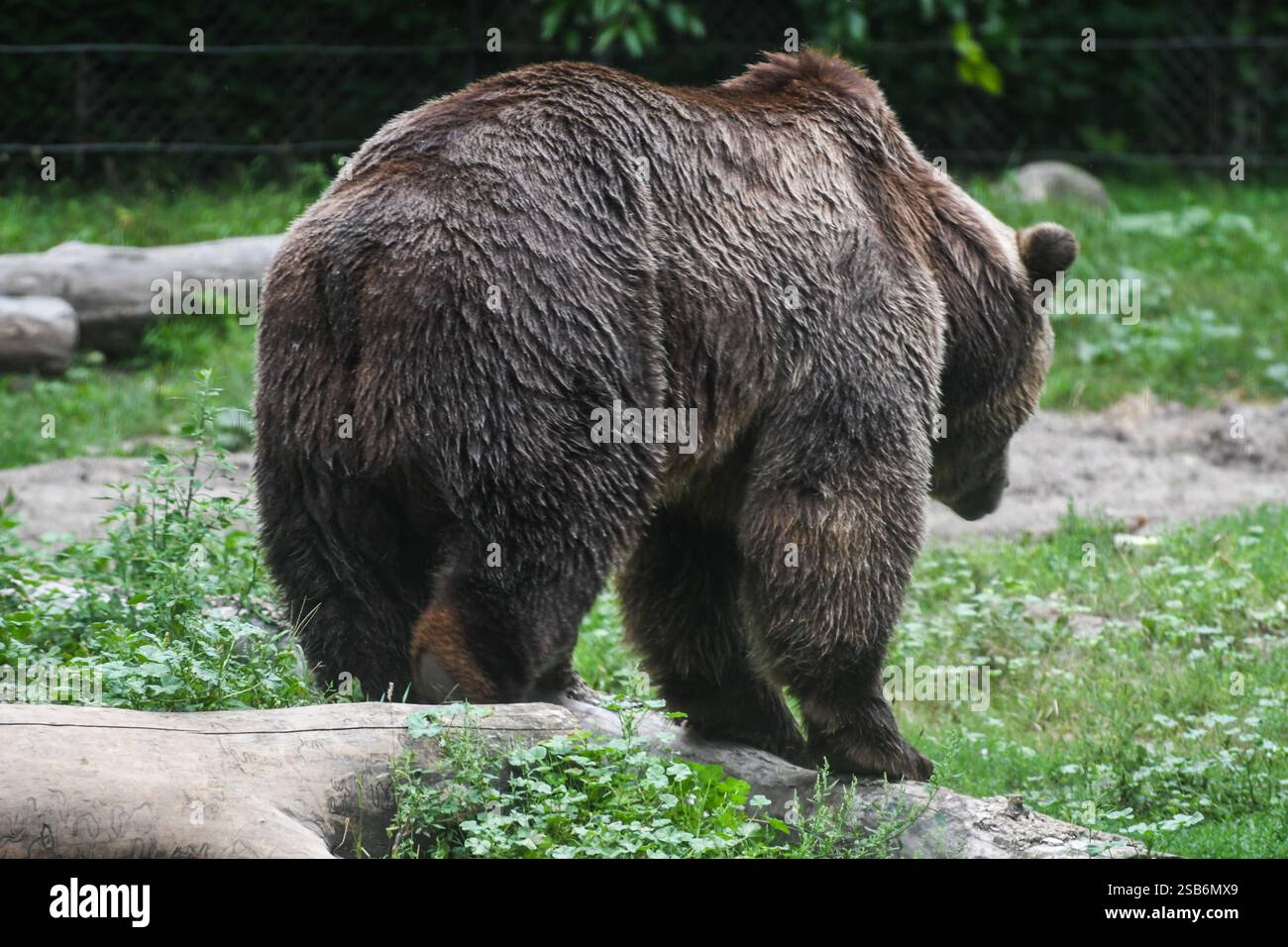 Animals at Toronto Zoo Stock Photo - Alamy