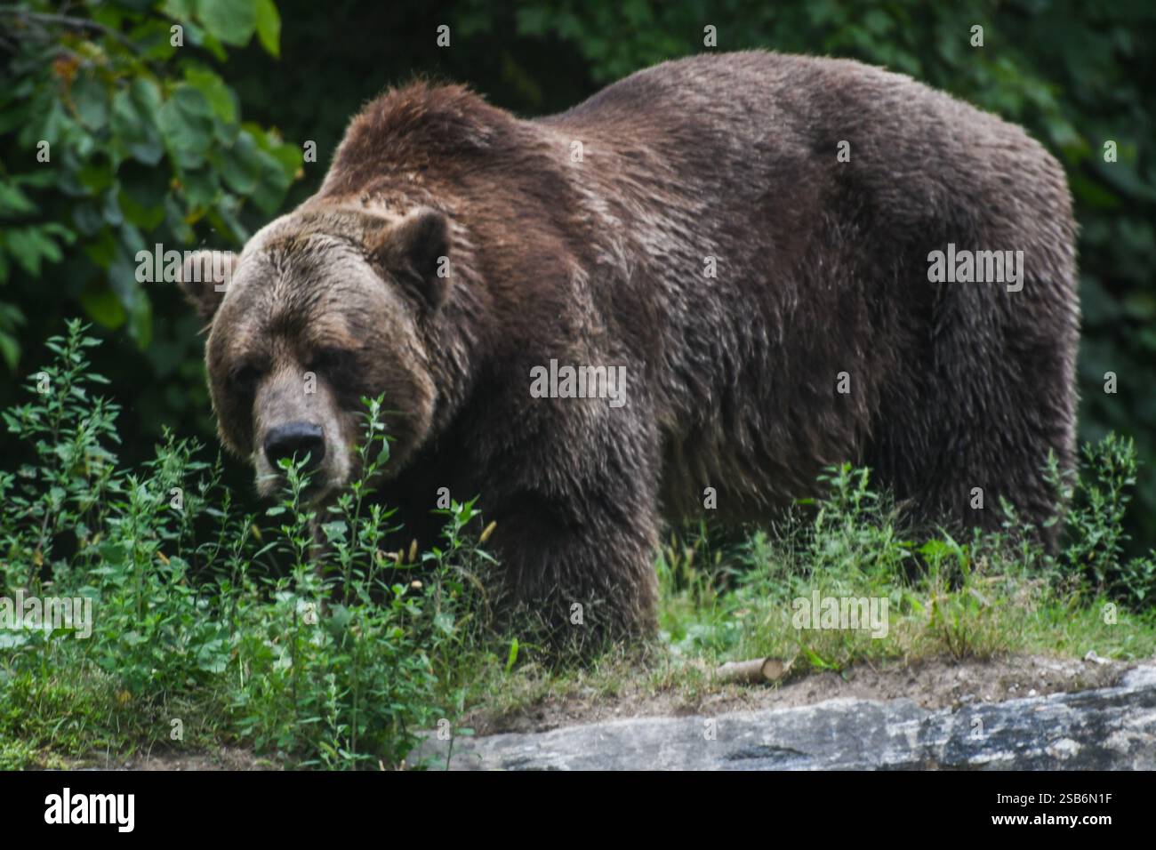 Animals at Toronto Zoo Stock Photo - Alamy