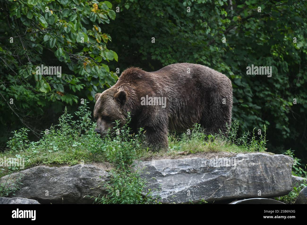 Animals at Toronto Zoo Stock Photo - Alamy