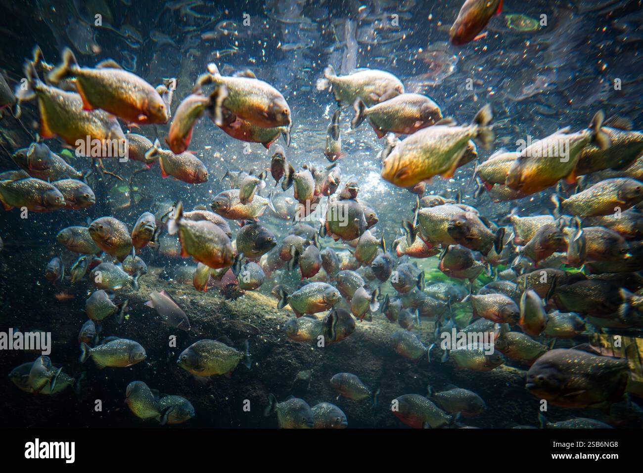 Red bellied piranha fish (Pygocentrus Nattereri) swimming in river ...