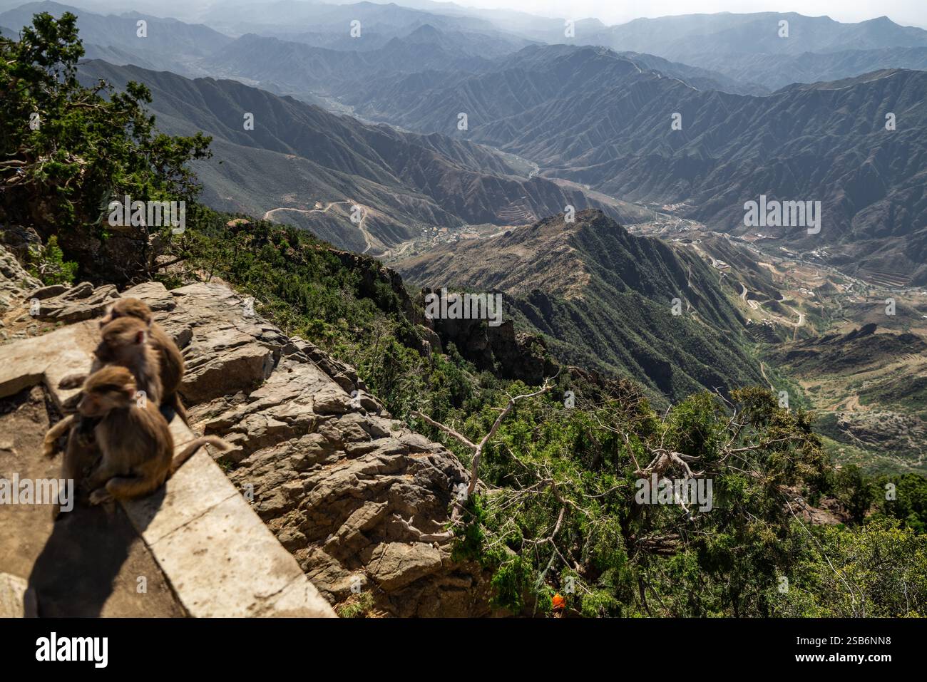 A mesmerizing close-up of two baboons in the mountains of Saudi Arabia ...
