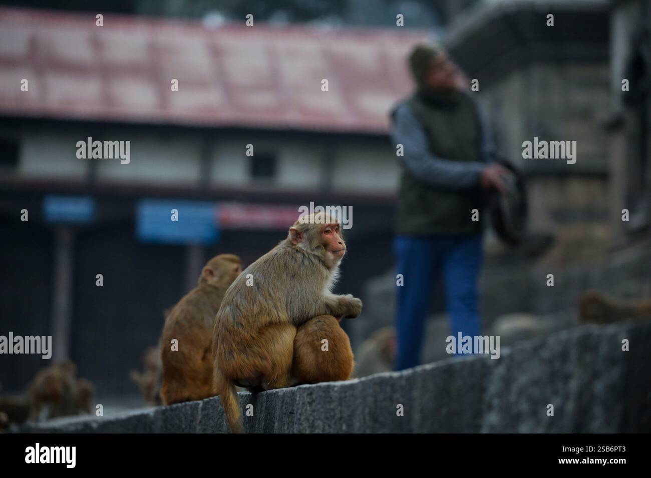 February 1, 2025: Monkeys wait for distributed food in early morning at ...