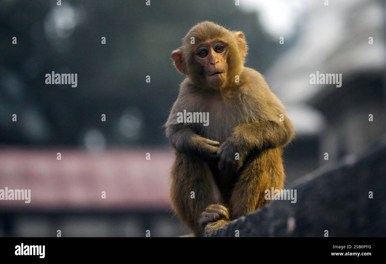 February 1, 2025: A monkey looks for food in early morning at premises ...