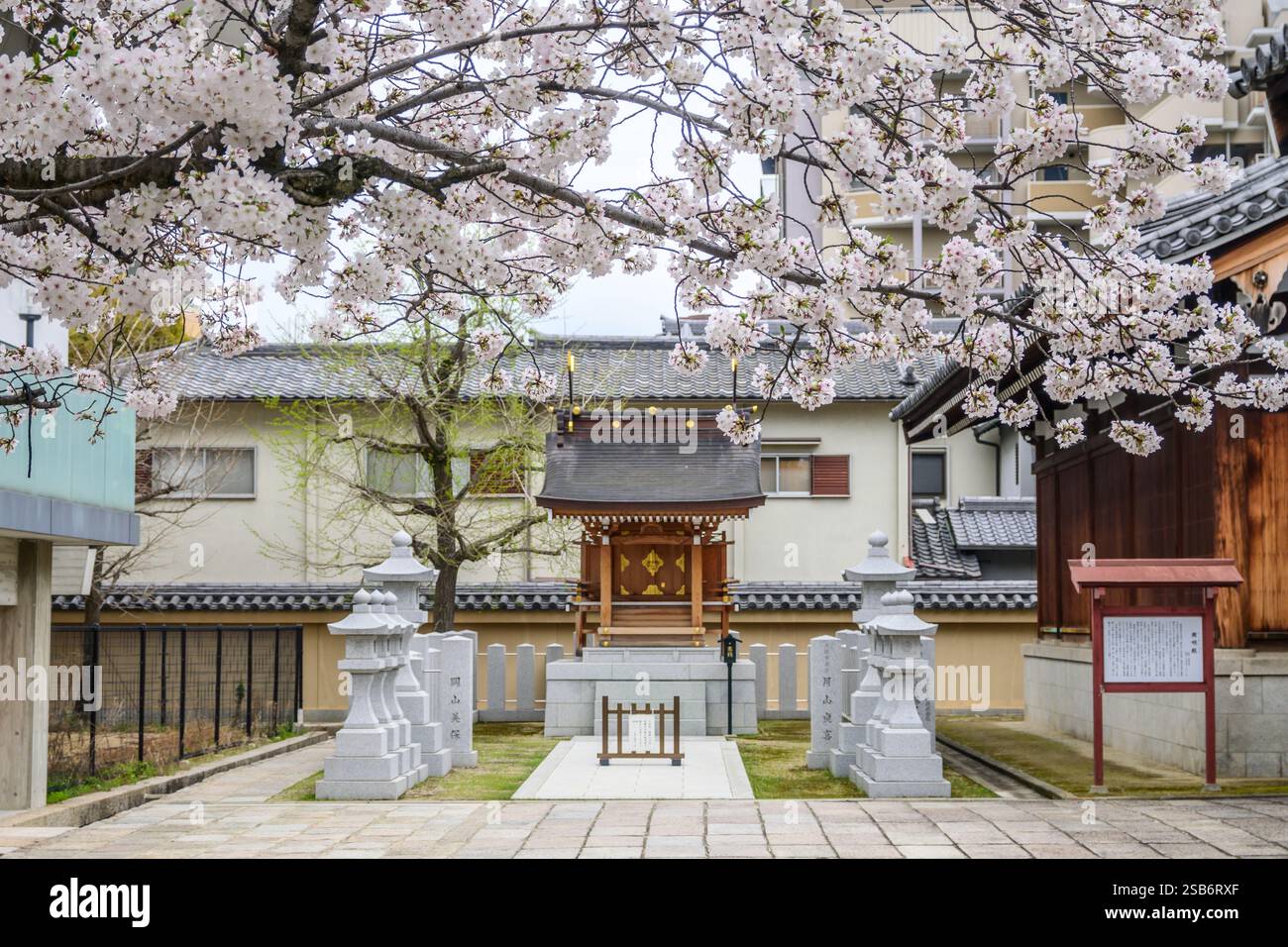 Cherry Blossoms at Shitennoji Temple in Osaka, Japan Stock Photo - Alamy