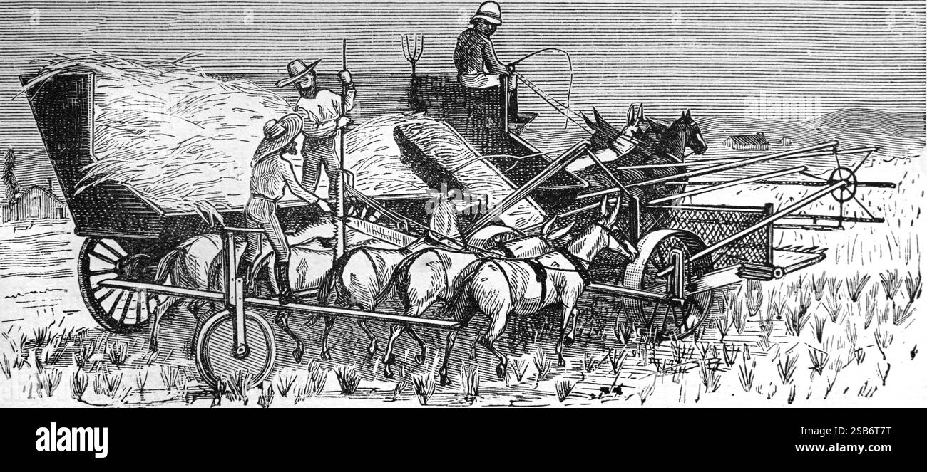 Agriculture harvester machine harvest wheat Black and White Stock ...