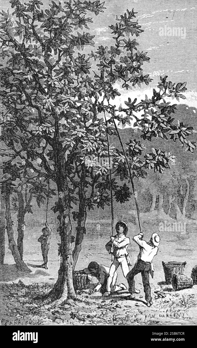 Agricultural Workers Picking or Harvesting Cocoa Beans in Cocoa ...