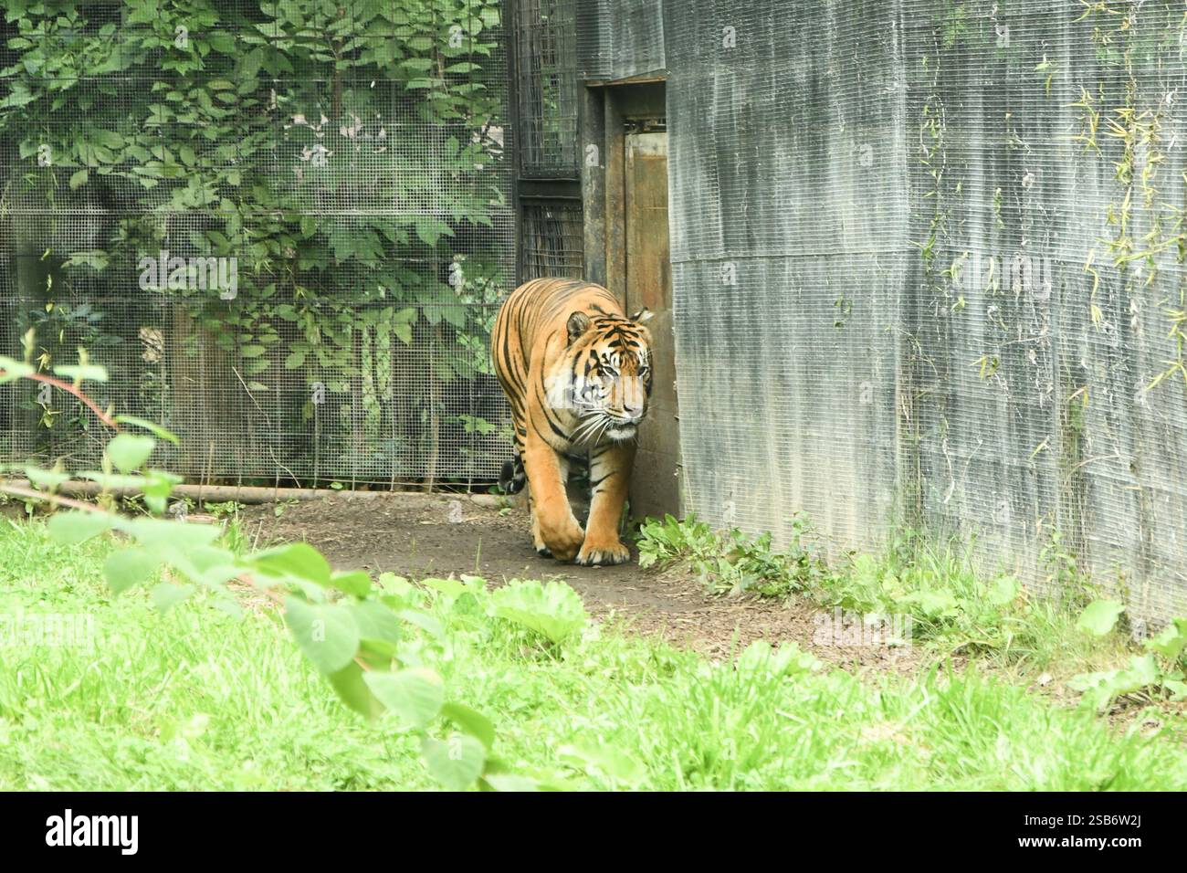 Siberian tiger toronto zoo toronto hi-res stock photography and images ...