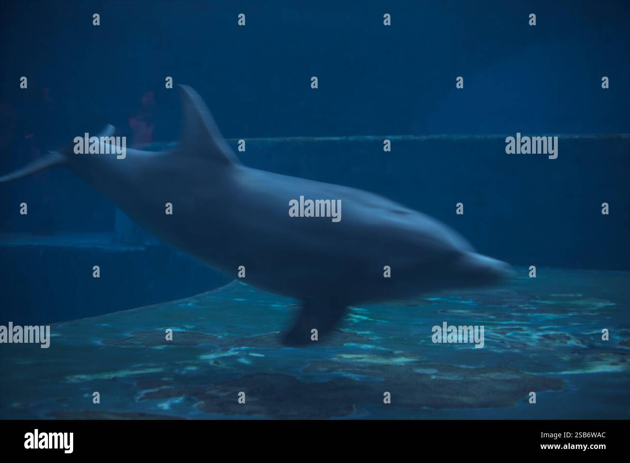 Dolphin swimming and splashing above the water in an aquarium tank ...