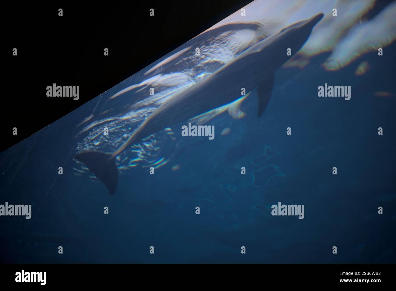 Dolphin swimming and splashing above the water in an aquarium tank ...