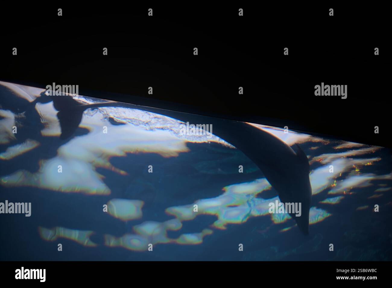 Dolphin swimming and splashing above the water in an aquarium tank ...