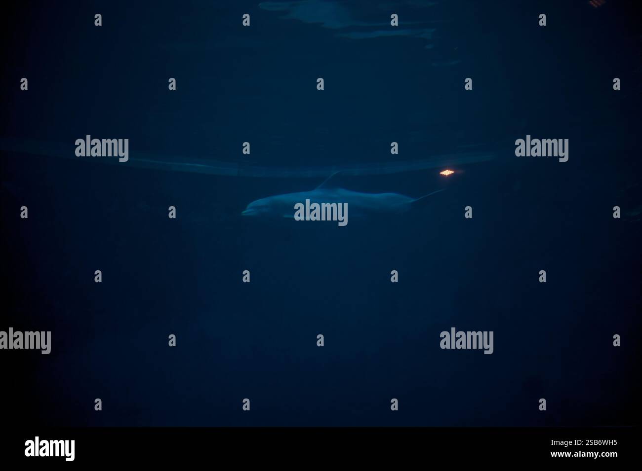 Dolphin swimming and splashing above the water in an aquarium tank ...