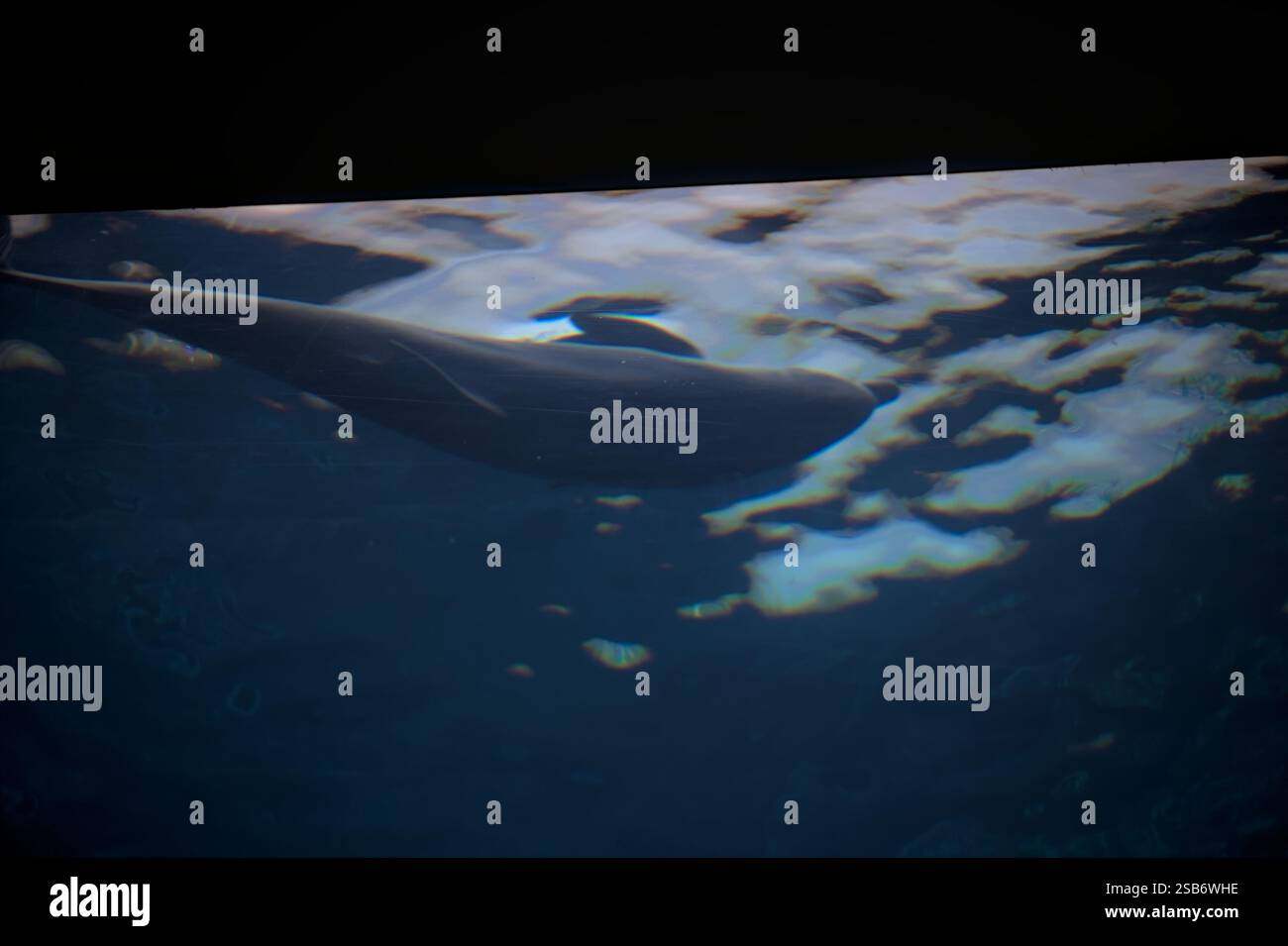 Dolphin swimming and splashing above the water in an aquarium tank ...