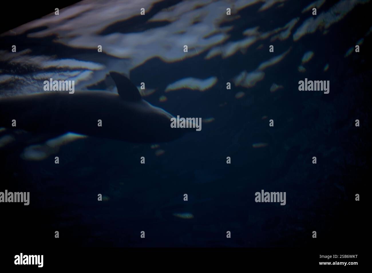 Dolphin swimming and splashing above the water in an aquarium tank ...