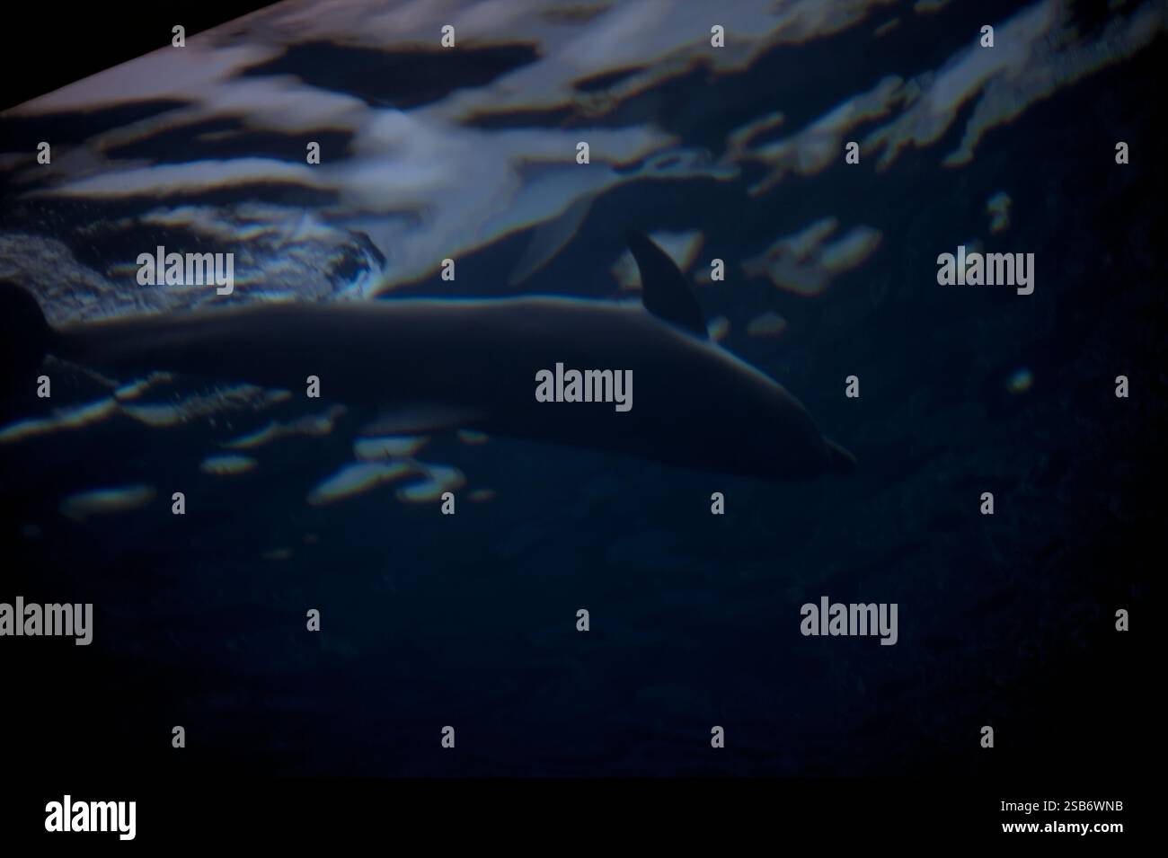 Dolphin swimming and splashing above the water in an aquarium tank ...