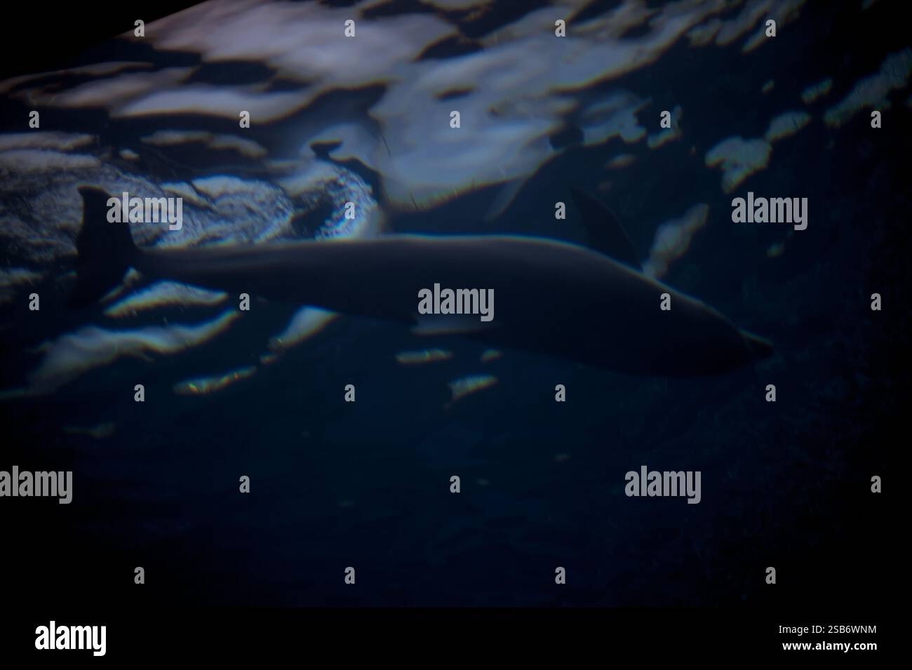 Dolphin swimming and splashing above the water in an aquarium tank ...