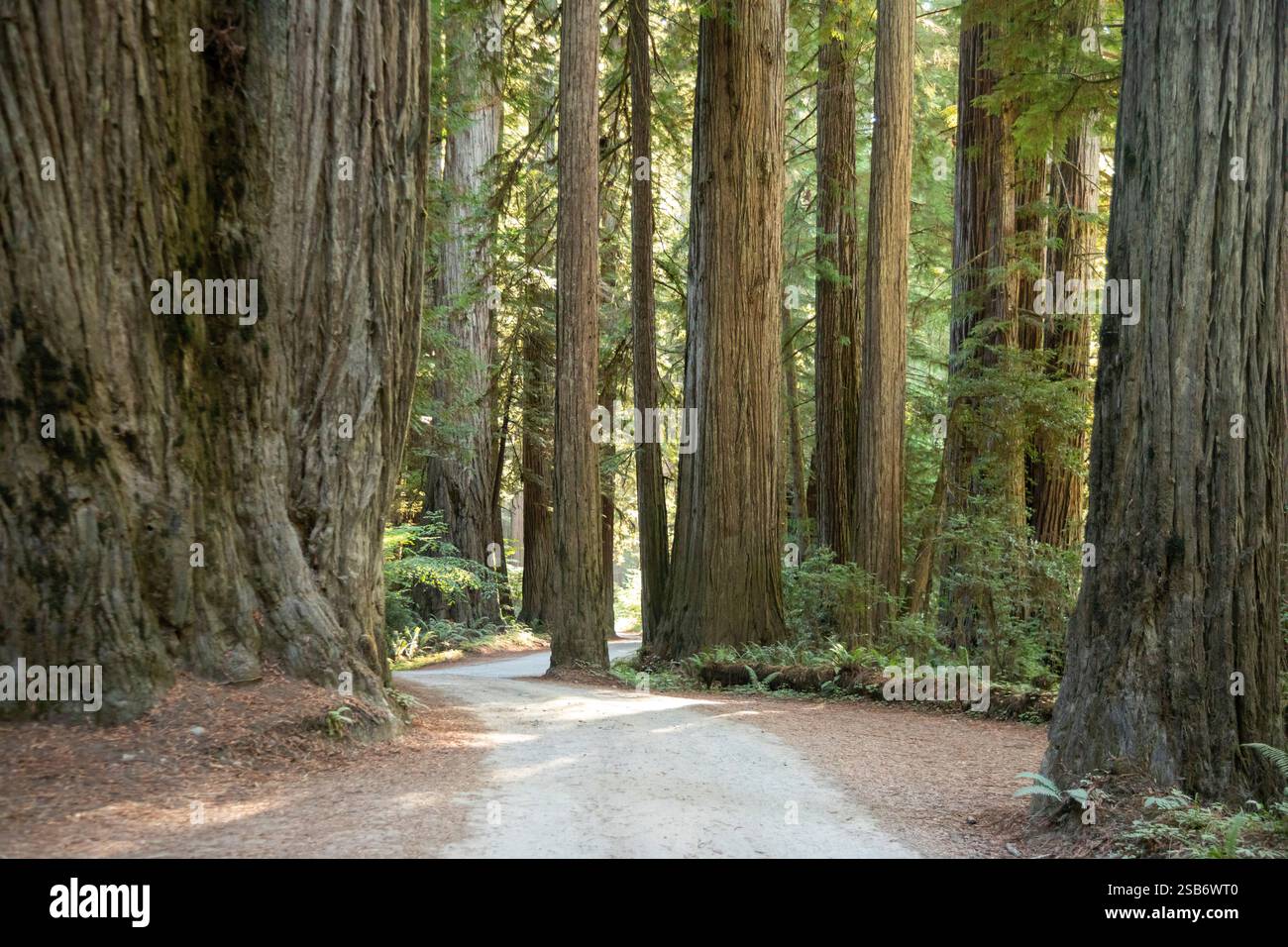 Crescent City, California - Redwood trees (Sequoia sempervirens), the ...