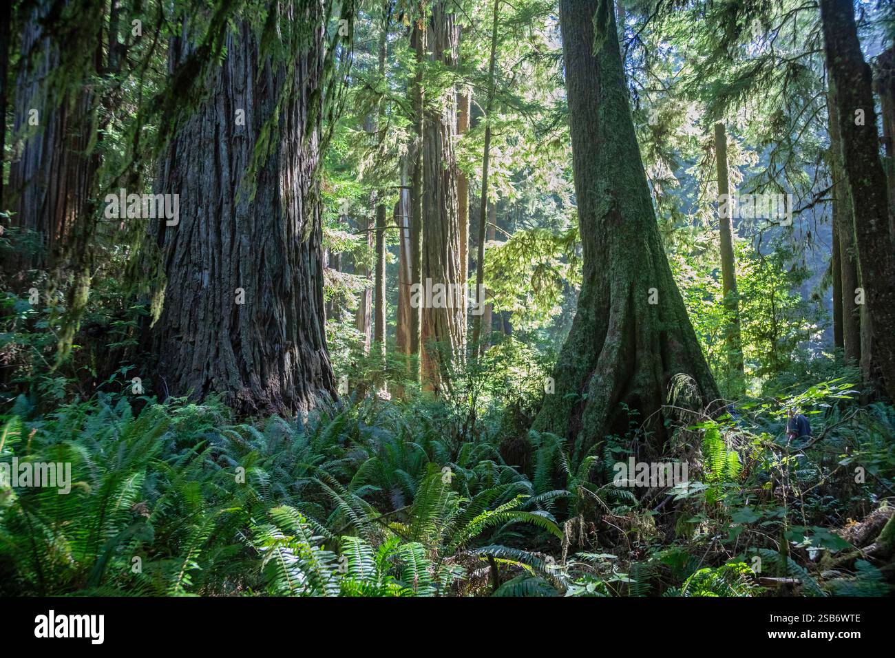 Crescent City, California - Redwood trees (Sequoia sempervirens), the ...