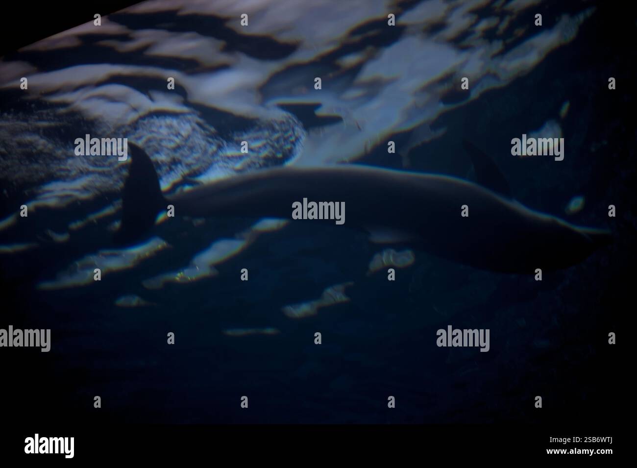 Dolphin swimming and splashing above the water in an aquarium tank ...