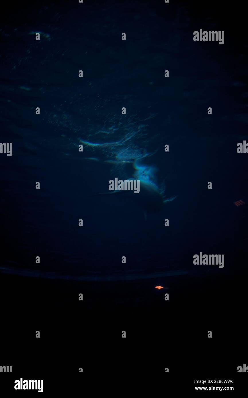 Dolphin swimming and splashing above the water in an aquarium tank ...