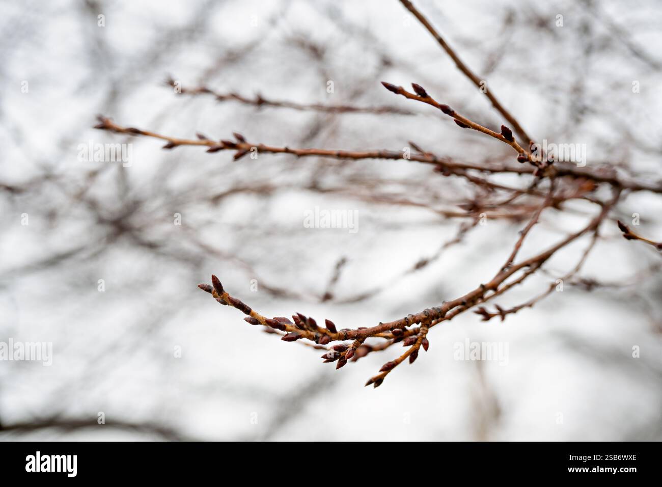 WASHINGTON DC — Cherry tree buds appear on branches in early spring, an ...