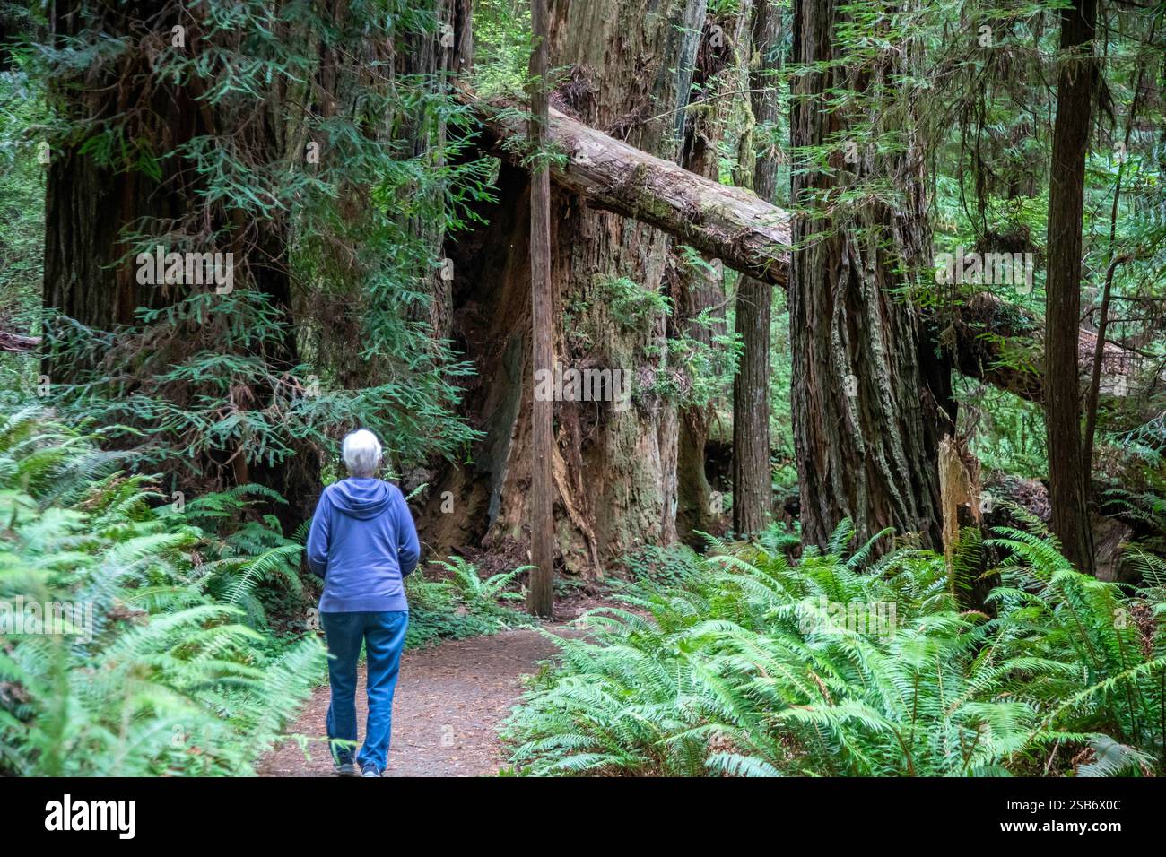 Klamath, California - Redwood trees (Sequoia sempervirens), the tallest ...