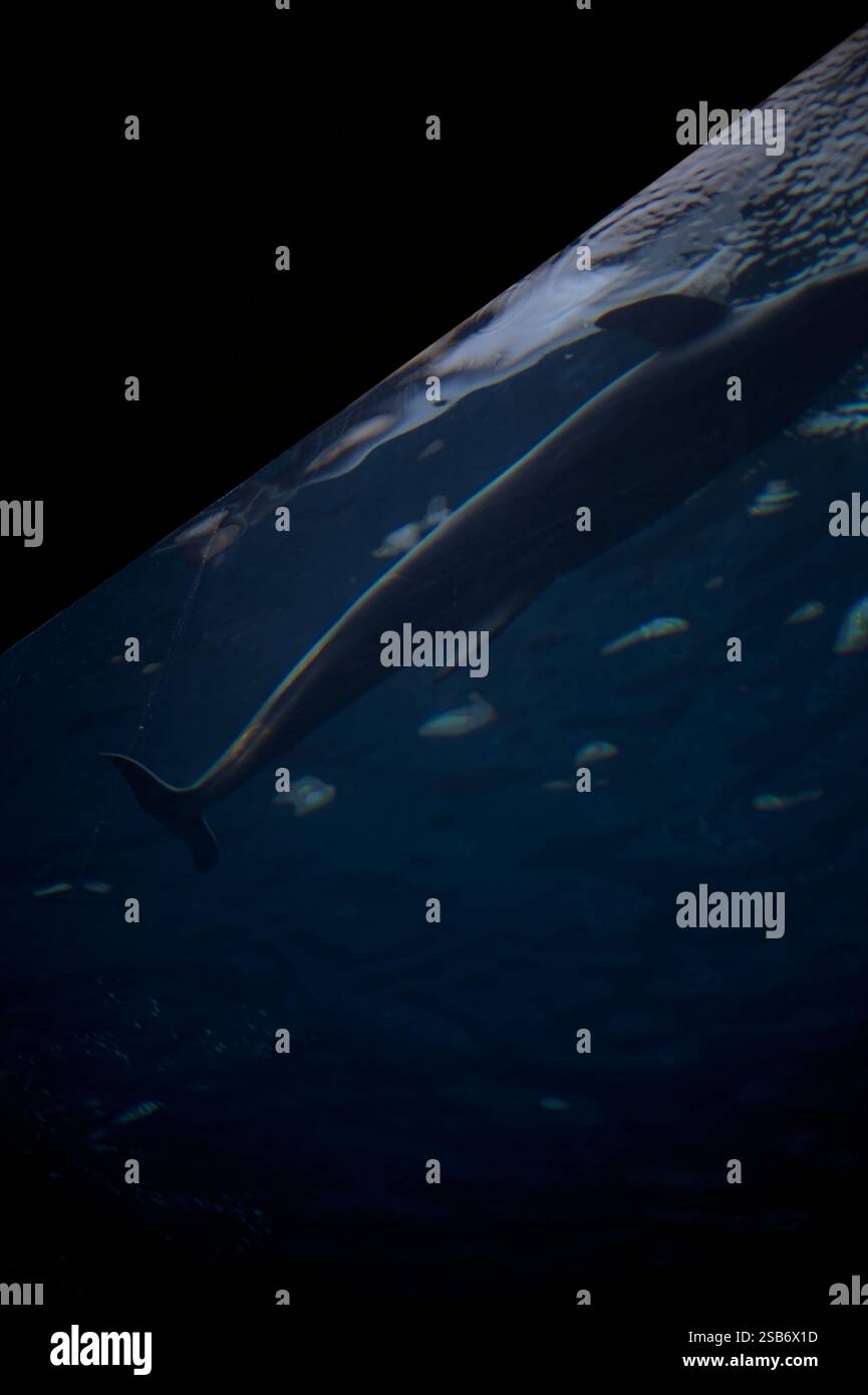 Dolphin swimming and splashing above the water in an aquarium tank ...