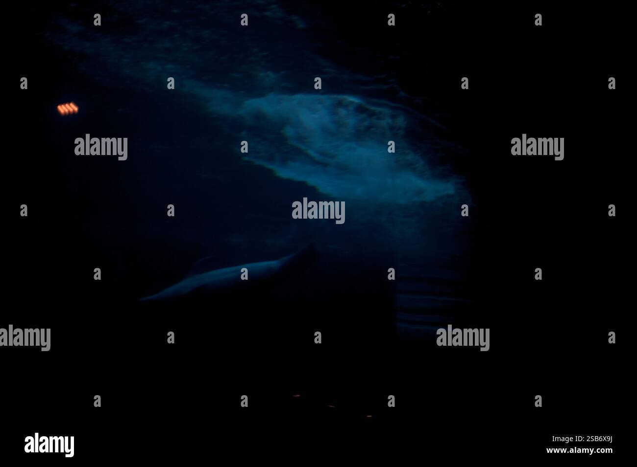 Dolphin swimming and splashing above the water in an aquarium tank ...