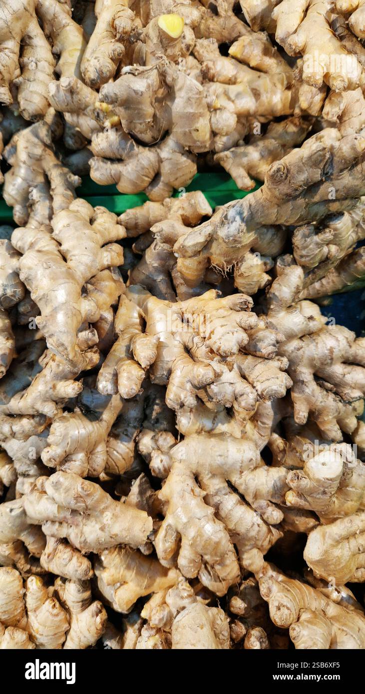 Ginger close-up in the store. Ginger root in the grocery section ...