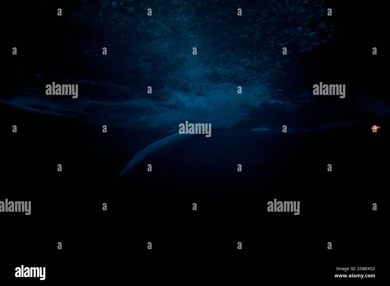 Dolphin swimming and splashing above the water in an aquarium tank ...