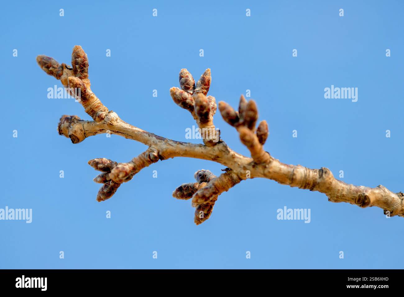 WASHINGTON DC, United States — Visitors capture photos of cherry ...