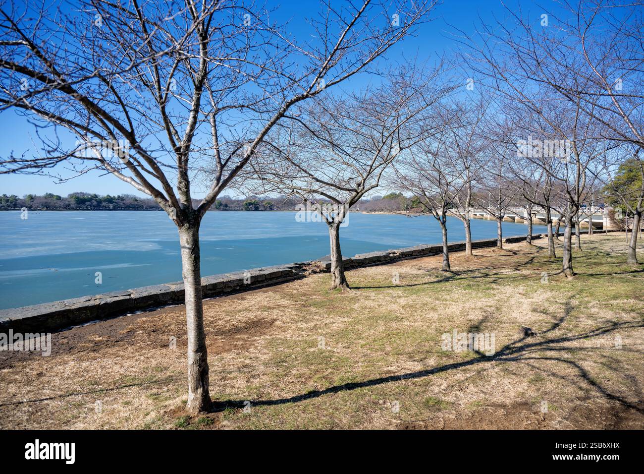 WASHINGTON DC, United States — Visitors capture photos of cherry ...