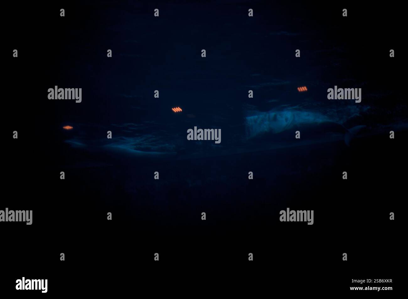 Dolphin swimming and splashing above the water in an aquarium tank ...