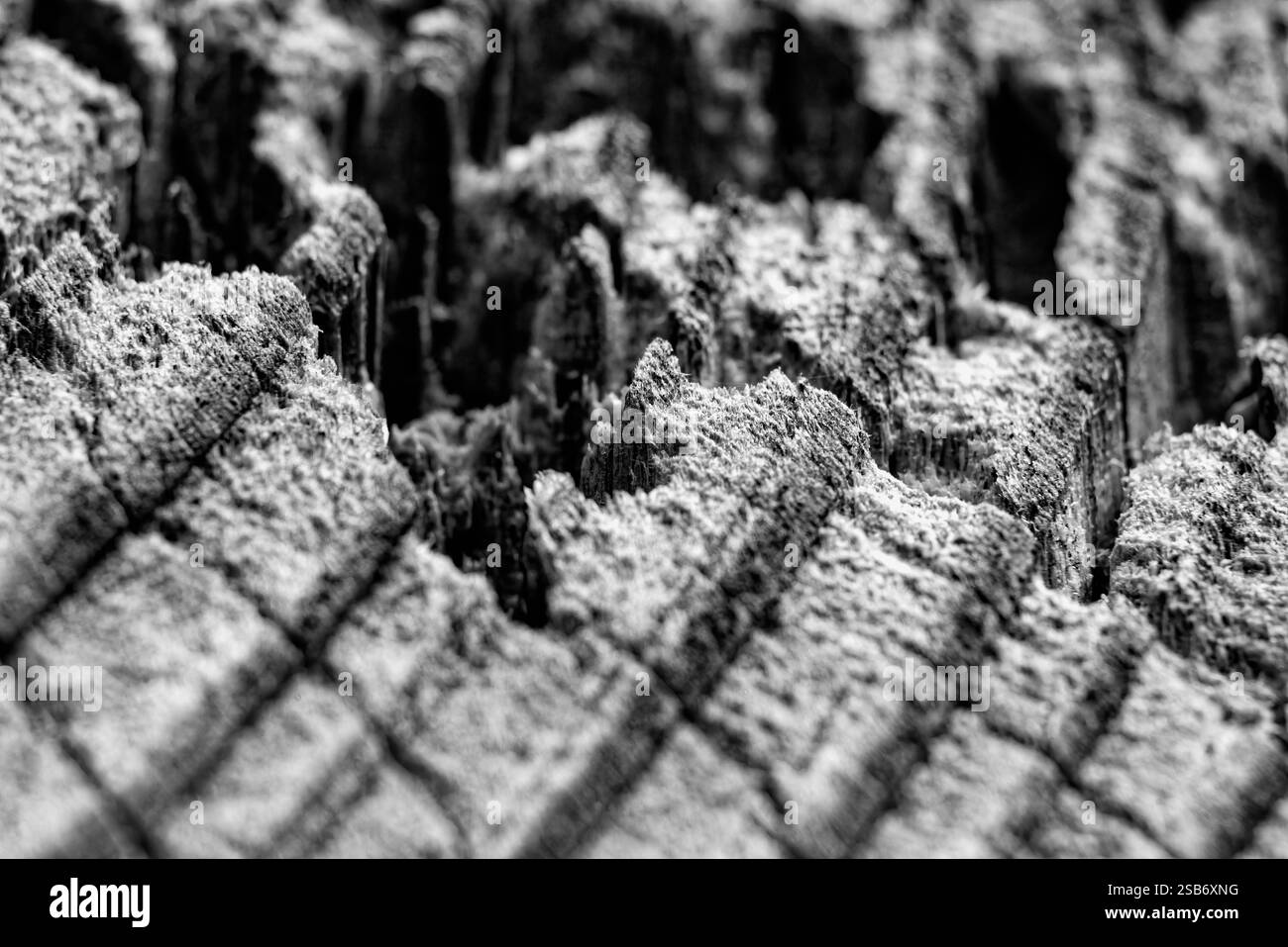 Organic transformation Black and White Stock Photos & Images - Alamy